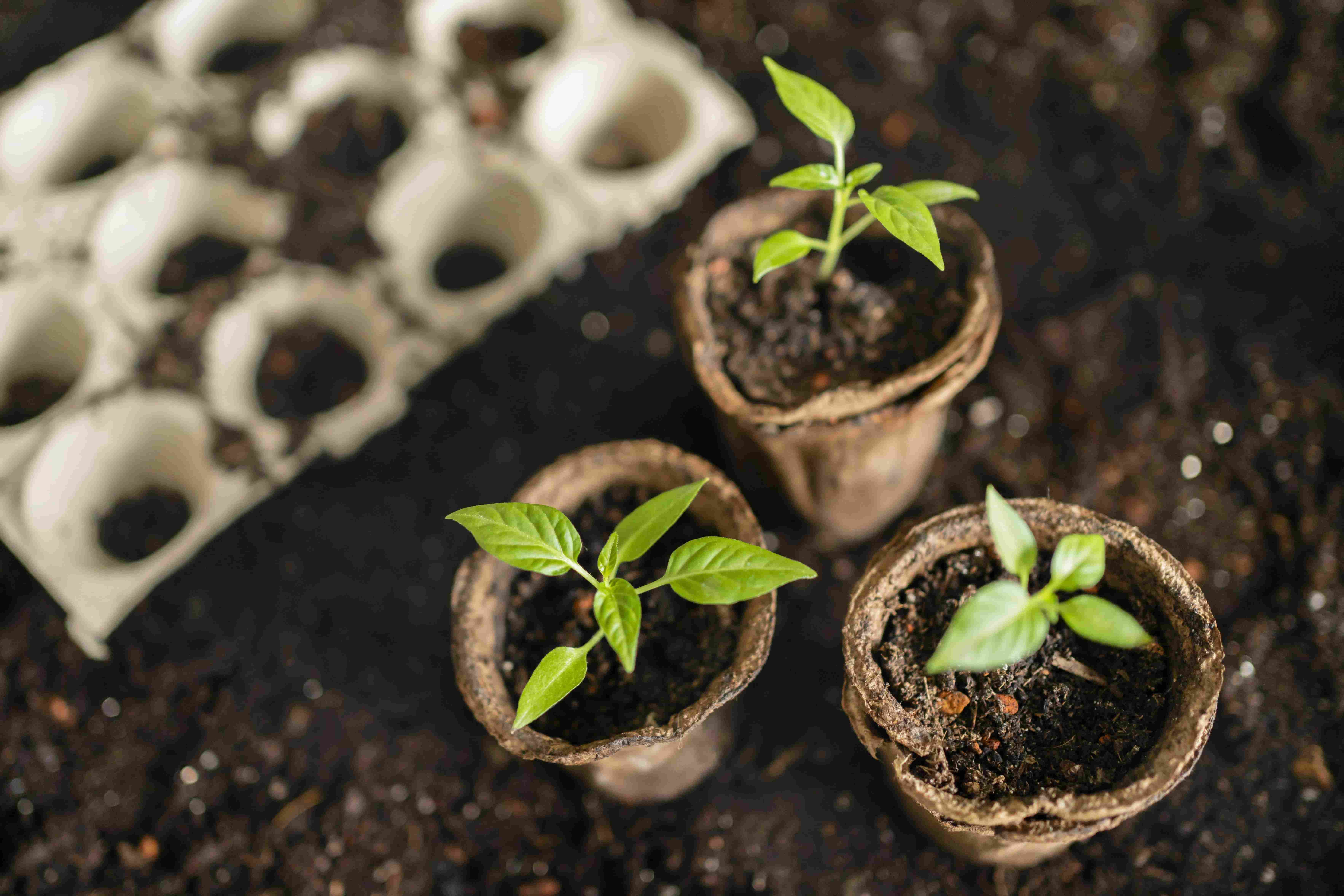 EKAP - Solutions Agro-industrielles & Investissement en Guinée